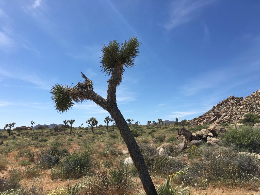 Exploring Joshua Tree National Park - LA Explorer